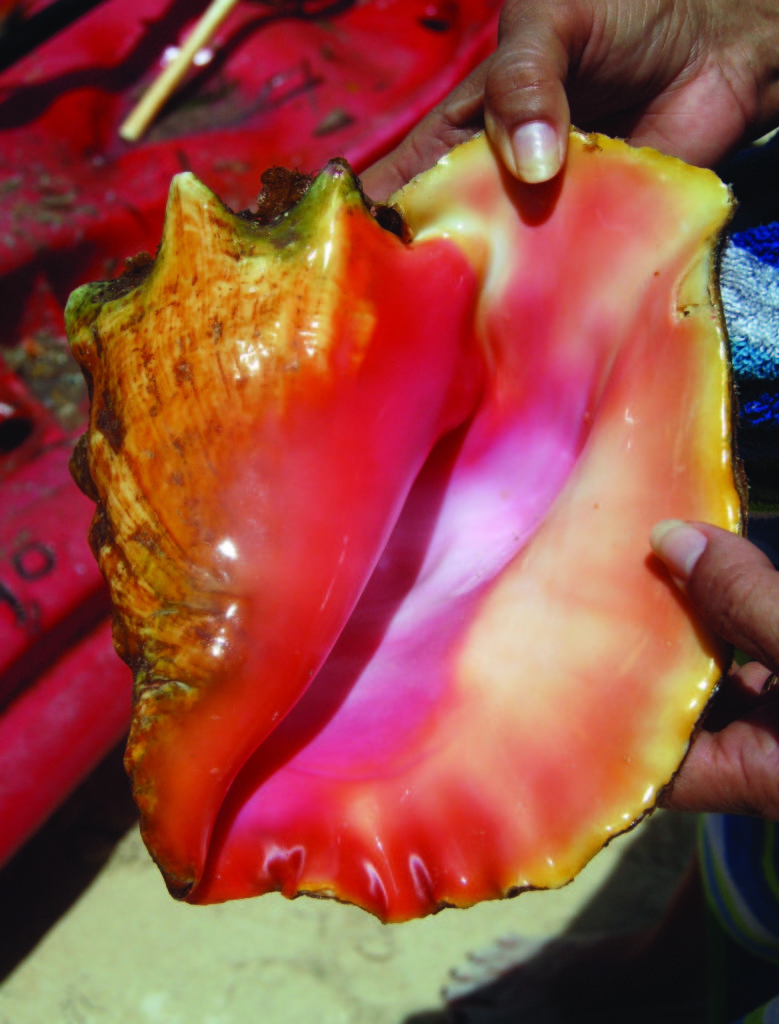 Managing Jamaica’s Conch Industry - CaribXplorer