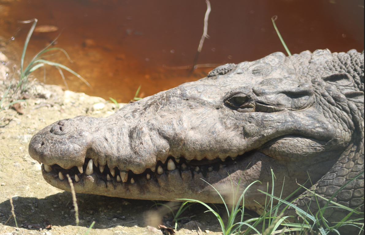 The Jamaican Crocodile - CaribXplorer