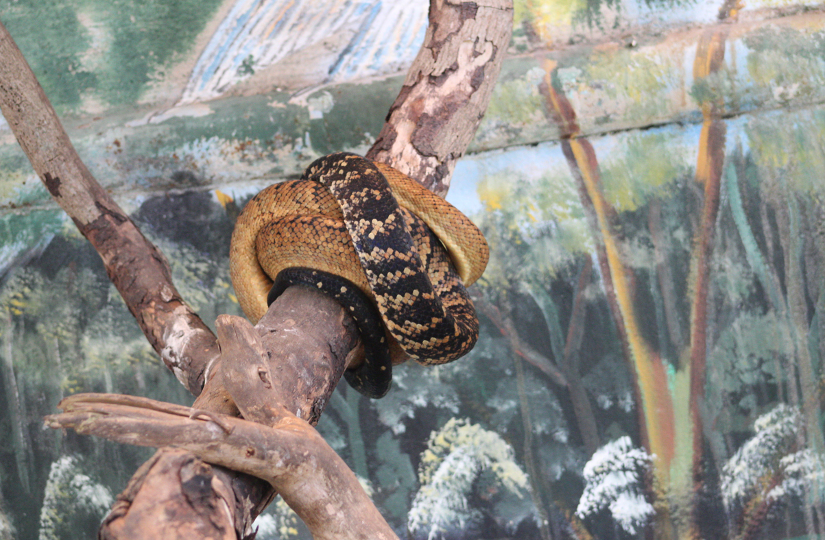 The Jamaican Yellow snake/ Jamaican Boa - CaribXplorer