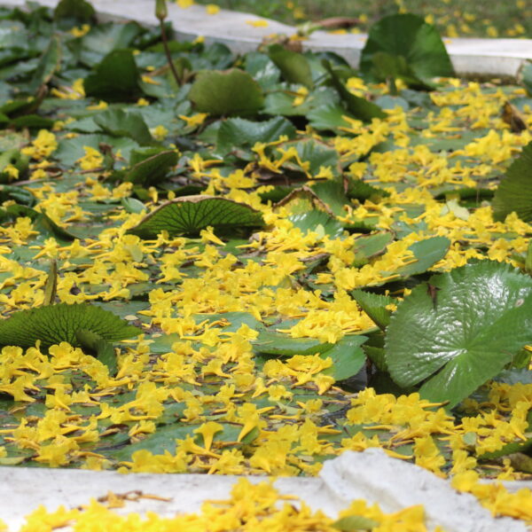 The Blooming Yellow Poui - CaribXplorer