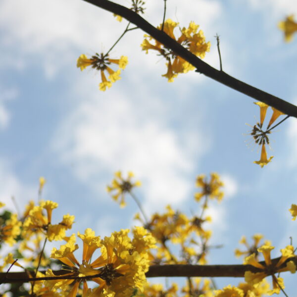 The Blooming Yellow Poui - CaribXplorer