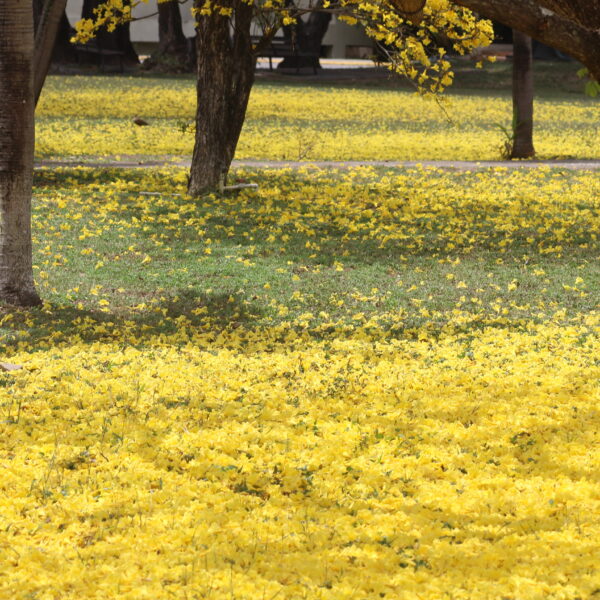 The Blooming Yellow Poui - CaribXplorer